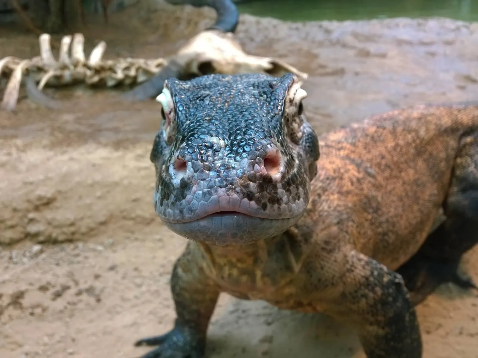 Komodo Dragon Feeding Time! - Lycoming County Visitor's Bureau